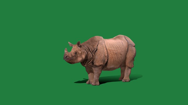 Rhinoceros 3D models - Sketchfab