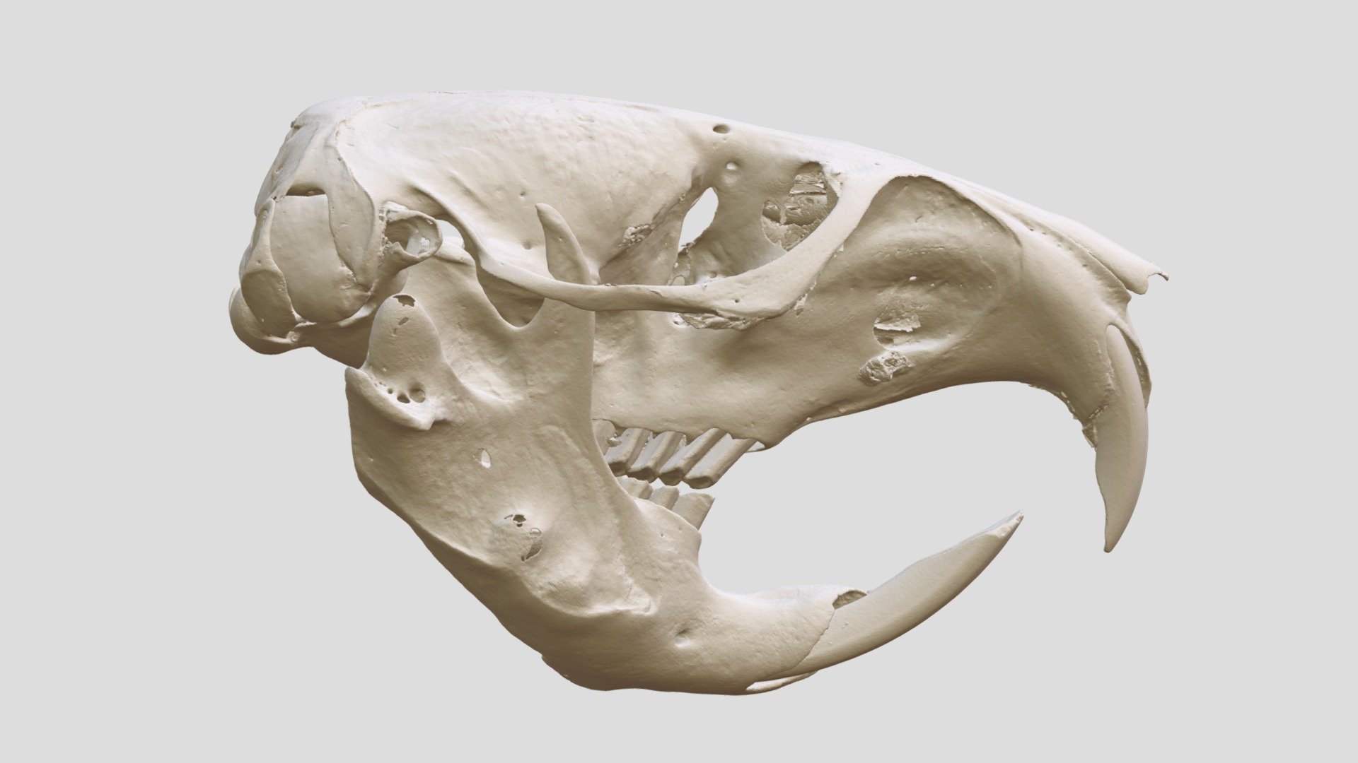 Thomomys talpooides retrorsus (MSB:Mamm:106753) - 3D model by ...