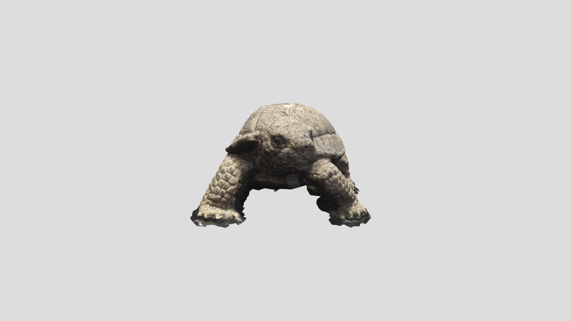 Tortoise - Download Free 3D model by unicorn360 [599157e] - Sketchfab