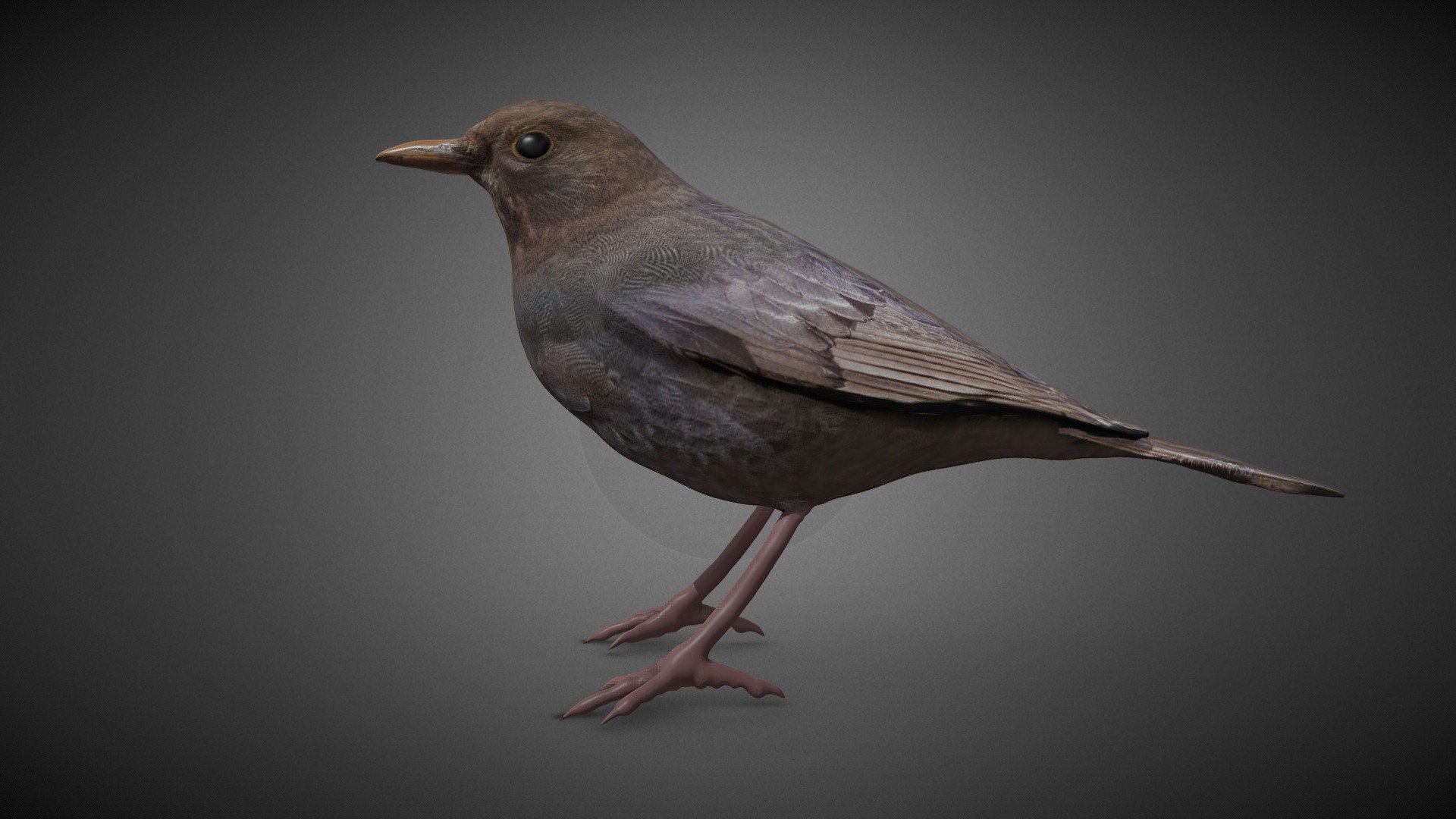 Mirlo Hembra (Turdus merula) - 3D model by guiadepajarosmadrid2 ...