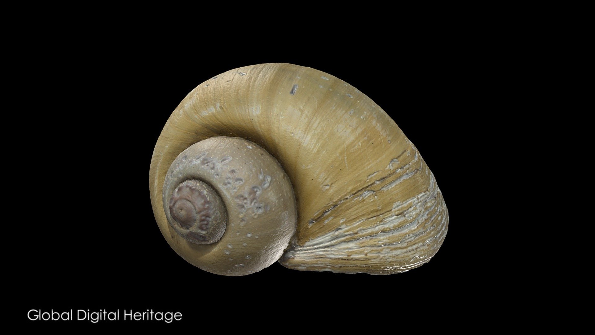 Apple Snail Shell - Download Free 3D model by Global Digital Heritage ...