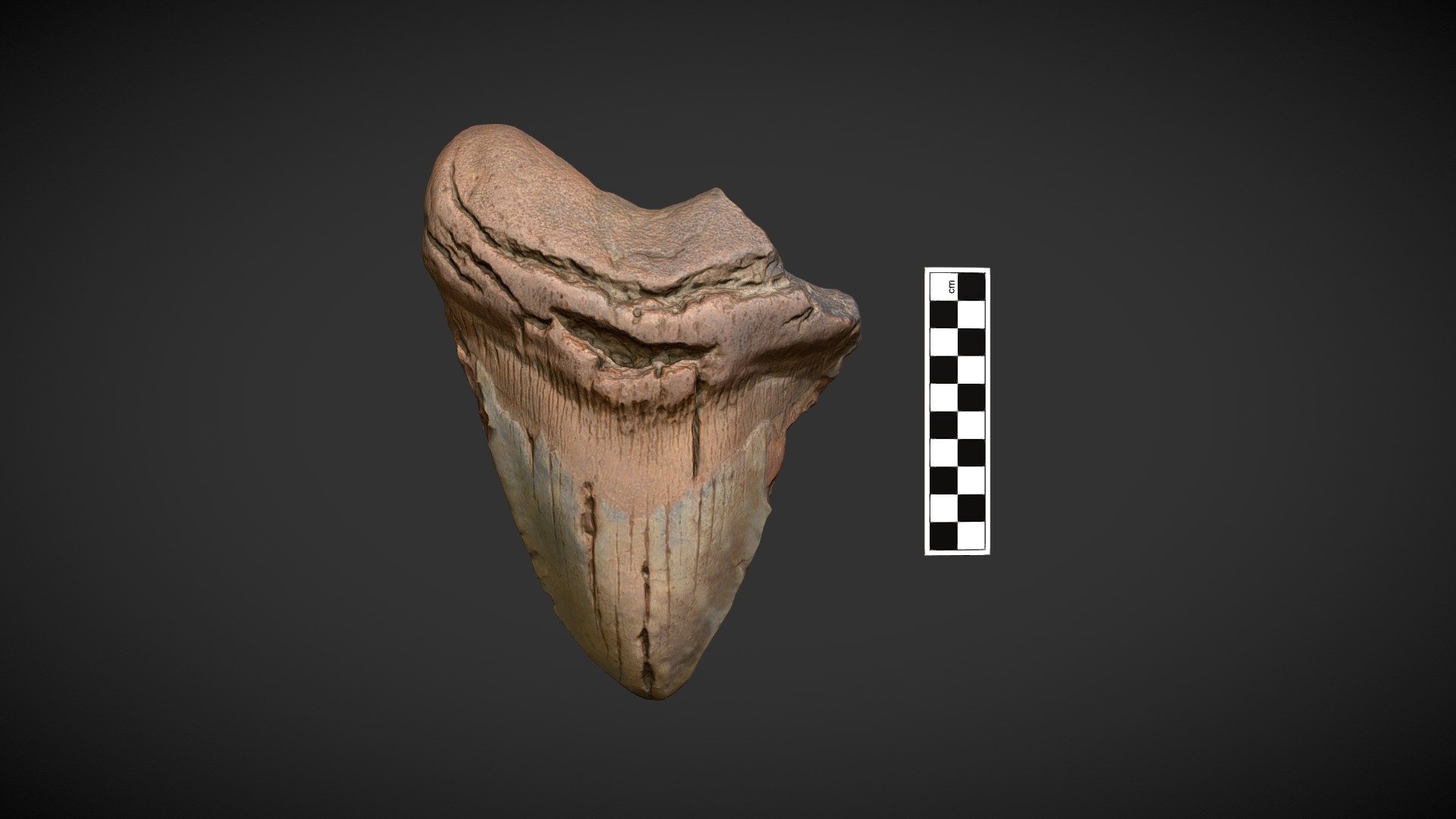 Megalodon Tooth - 3D model by Virtual Histories (@VirtualHistories ...