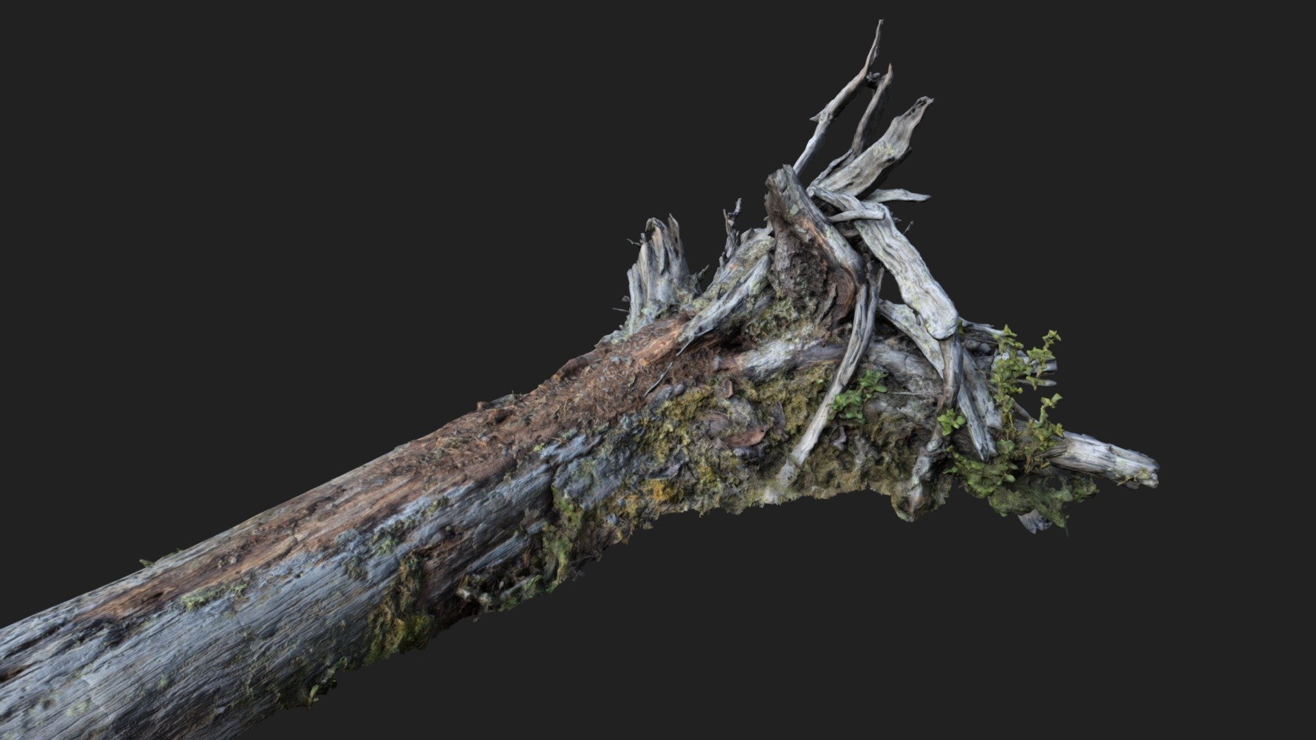 Tree Roots 2 - Buy Royalty Free 3D model by northlogic (@northlogicvfx ...