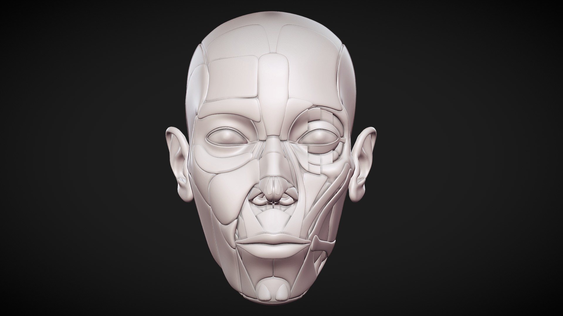 Asian female skull, muscles and fat pads - 3D model by Steffen Hartmann ...
