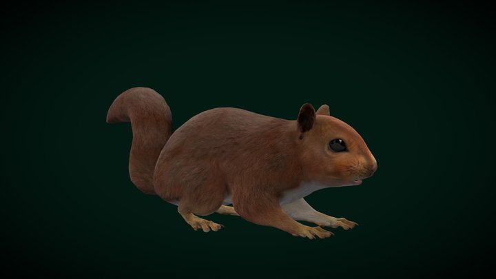 Squirrel 3D models - Sketchfab