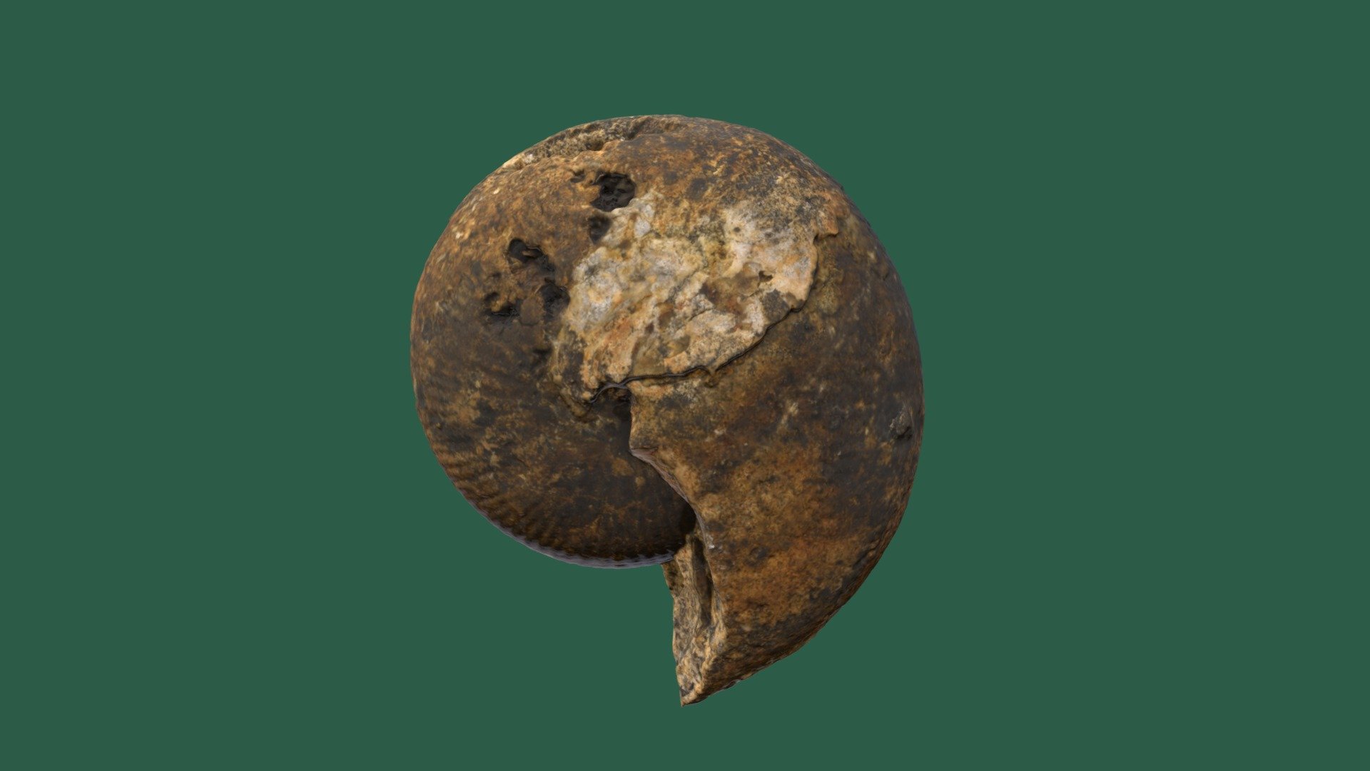 Halorites macer - Buy Royalty Free 3D model by Shellie Luallin ...