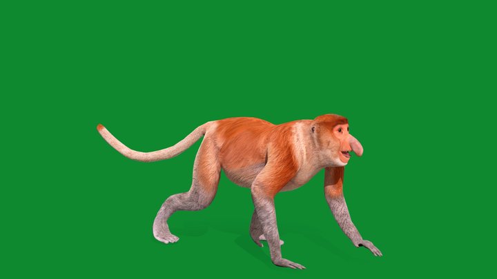 Proboscis_monkey_primate 3D models - Sketchfab
