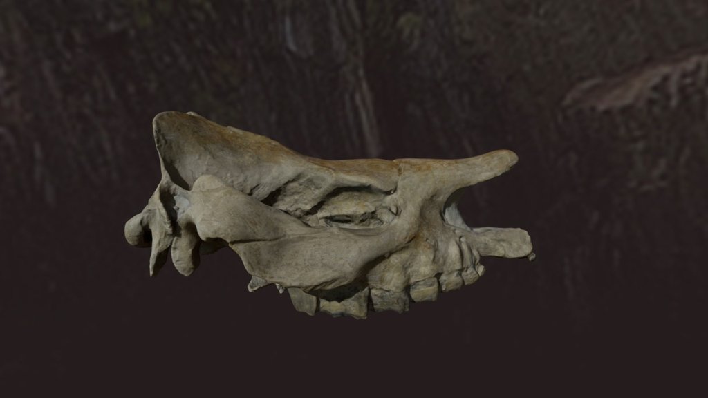 Teleoceras Skull - Pushy - 3D model by Nebraska Public Media ...