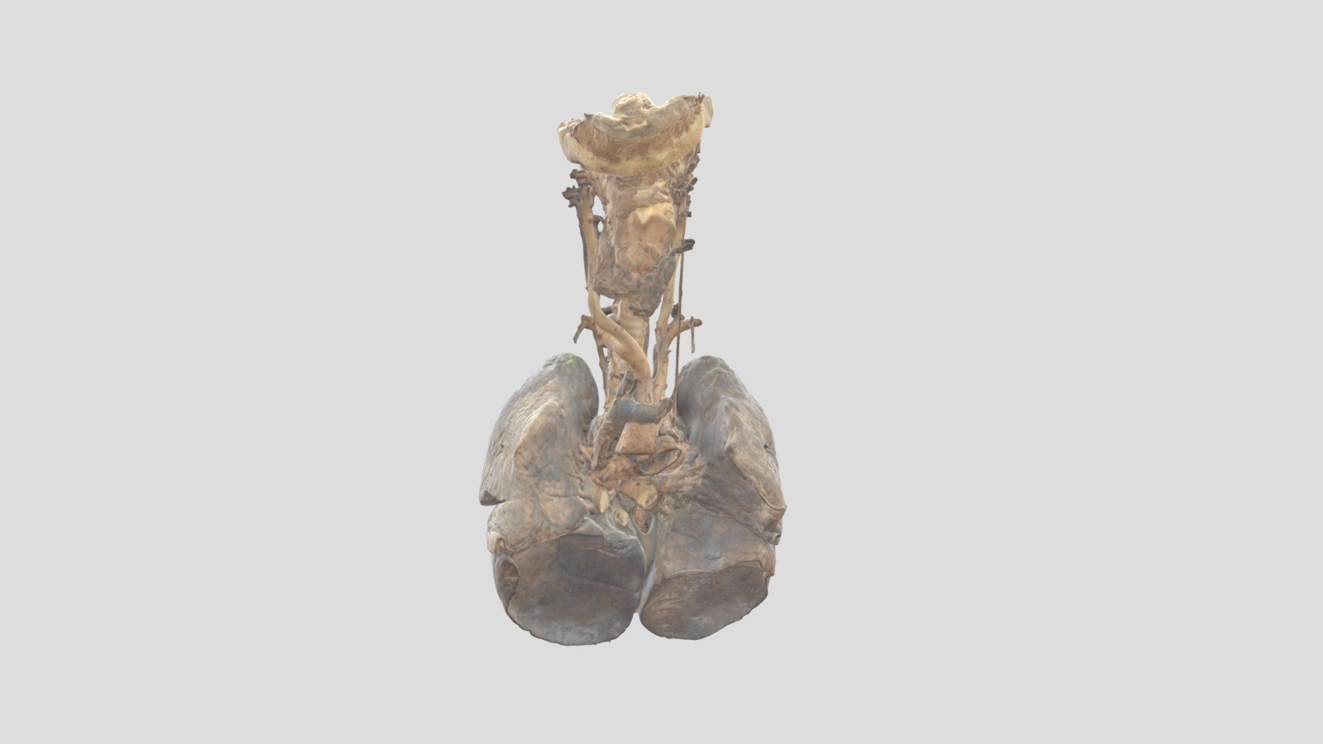 Long + larynx - 3D model by AnatomyUgent (@emaudena) [59cd604] - Sketchfab