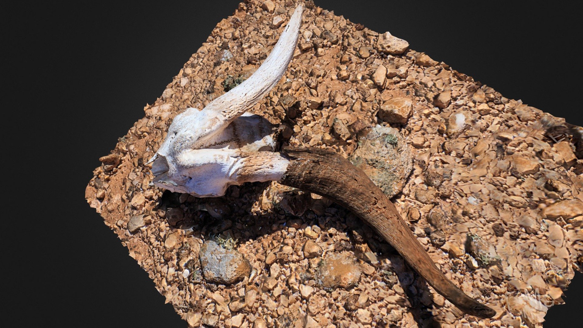 Skull of capra - 3D model by Ermaro (@EMartin) [59d3fc8] - Sketchfab