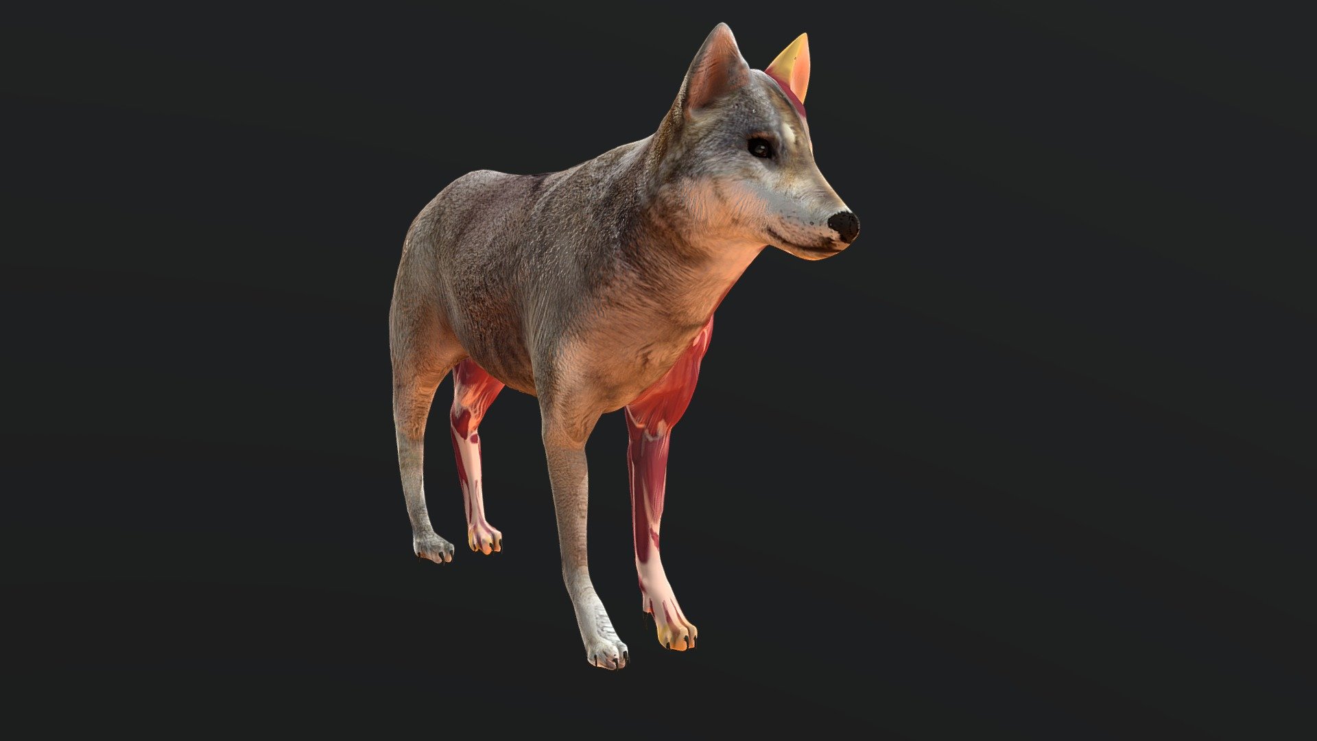 wolf - 3D model by gemmasal [59d59a9] - Sketchfab