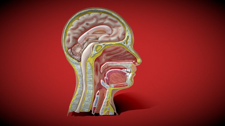 Respiratory-system 3D models - Sketchfab