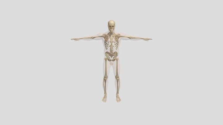 Clavicle 3D models - Sketchfab