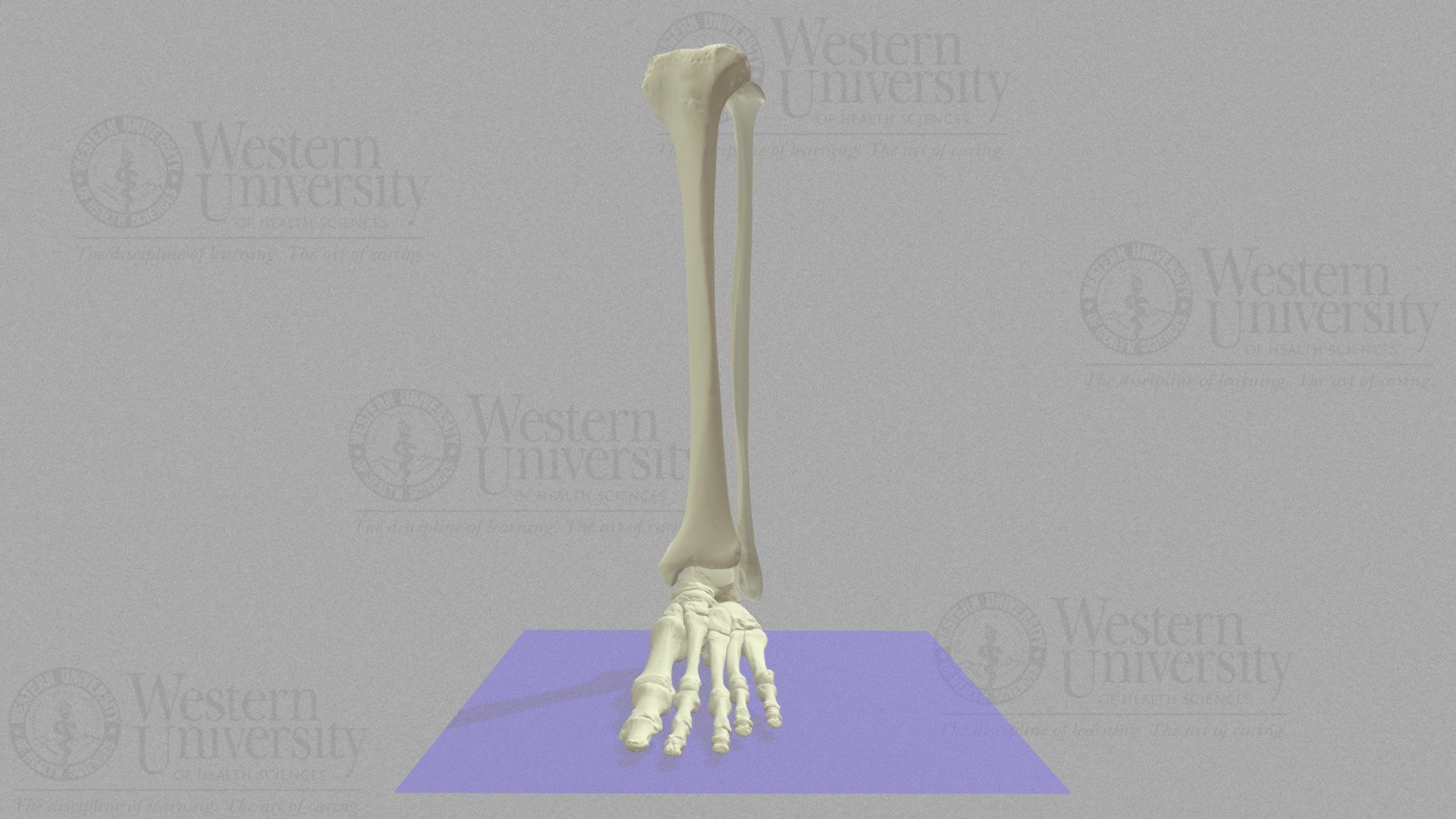 Closed Kinetic Chain Supination - 3D model by WesternU3D [59de74c ...
