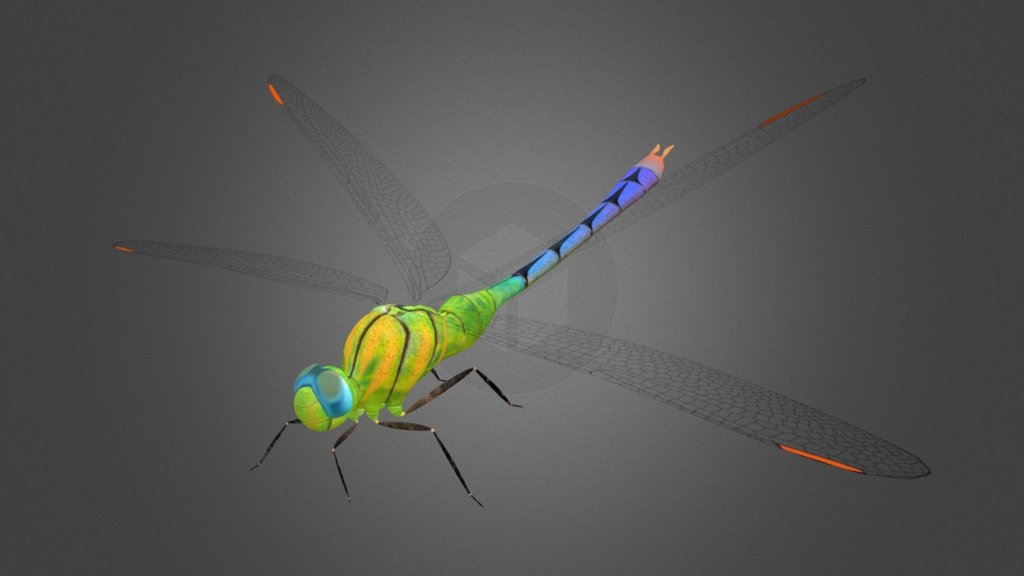 Dragonfly - 3D model by FrostwareFX [59e7ccc] - Sketchfab