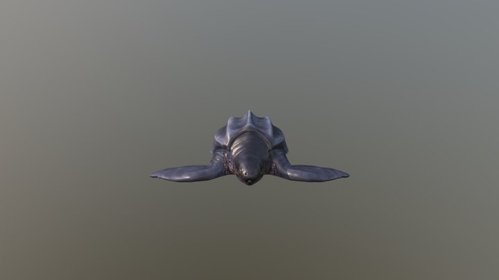 Leatherback 3D models - Sketchfab