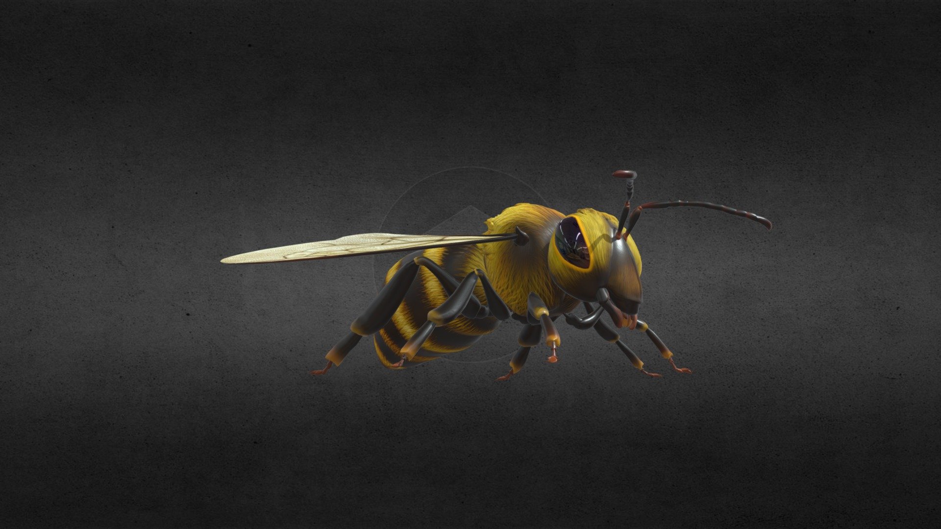 Bee - 3D model by prof.minaudo [59f8ec1] - Sketchfab