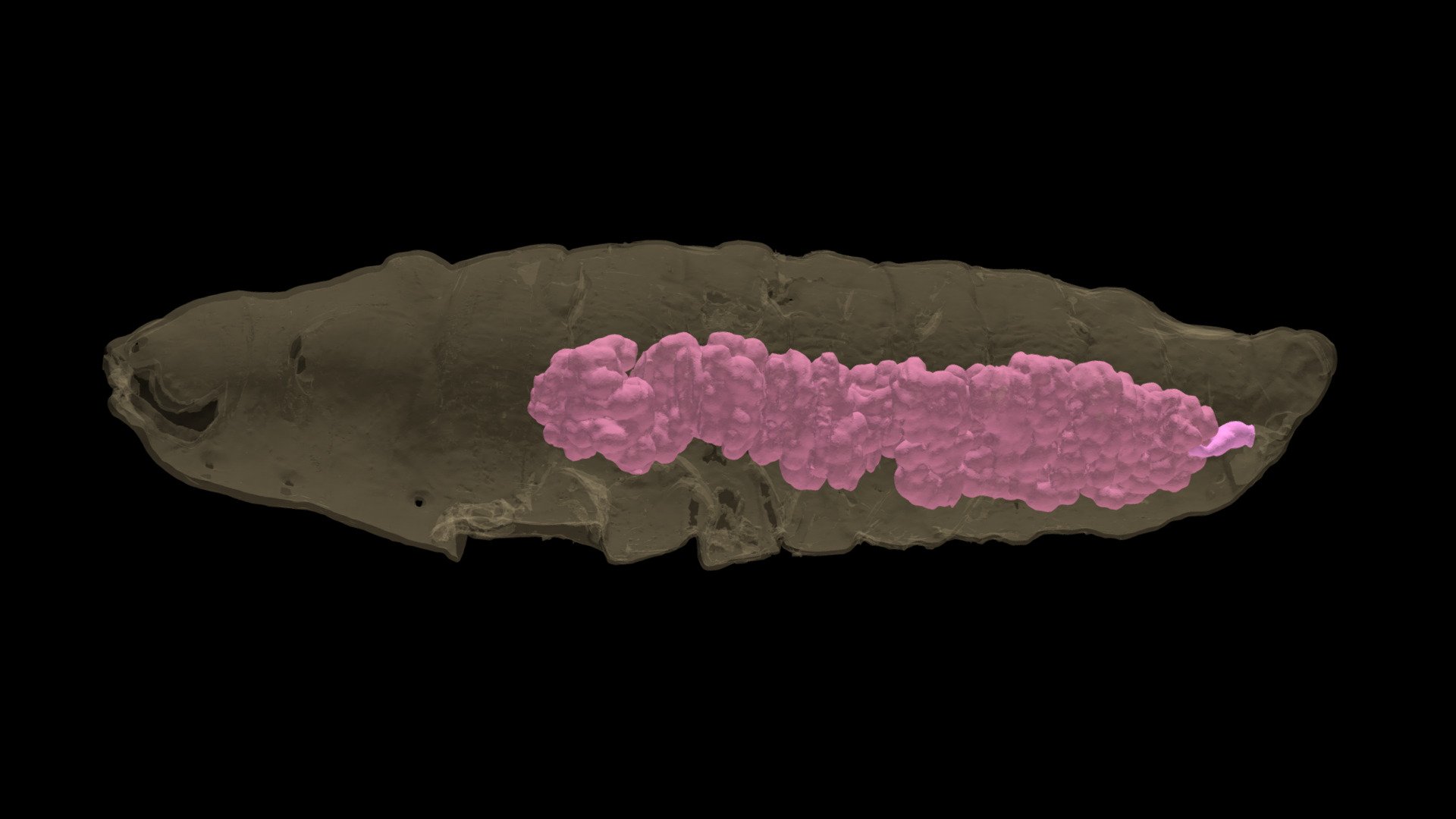 Model 7: Male larva, internal genital organs. - 3D model by Entomology ...