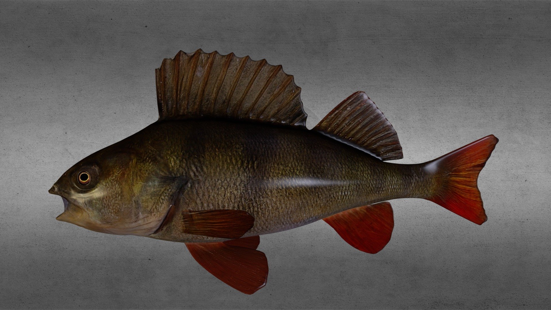 Fish Perch - 3D model by NiklasHolmberg [5HPhQT3] - Sketchfab