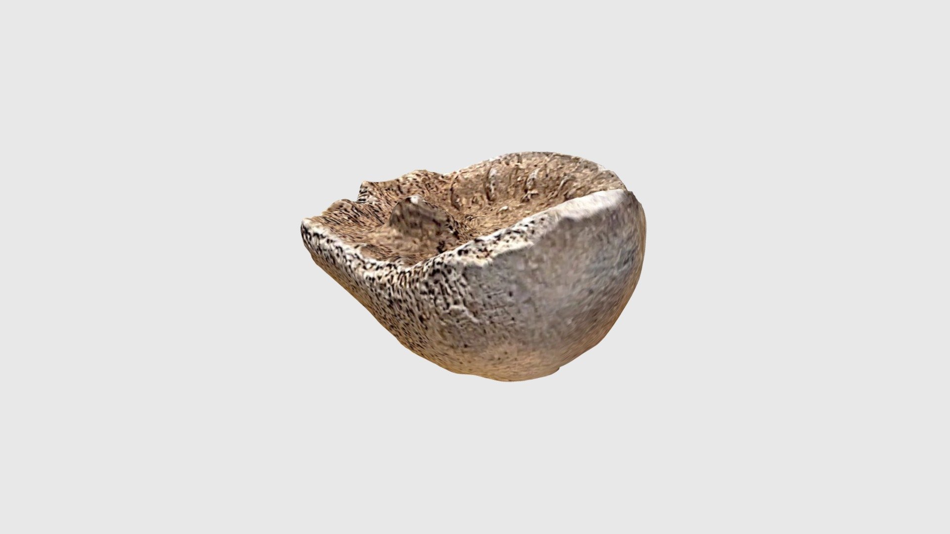 Cattle Bone - Unfused Epiphysis - Download Free 3D model by Digital ...
