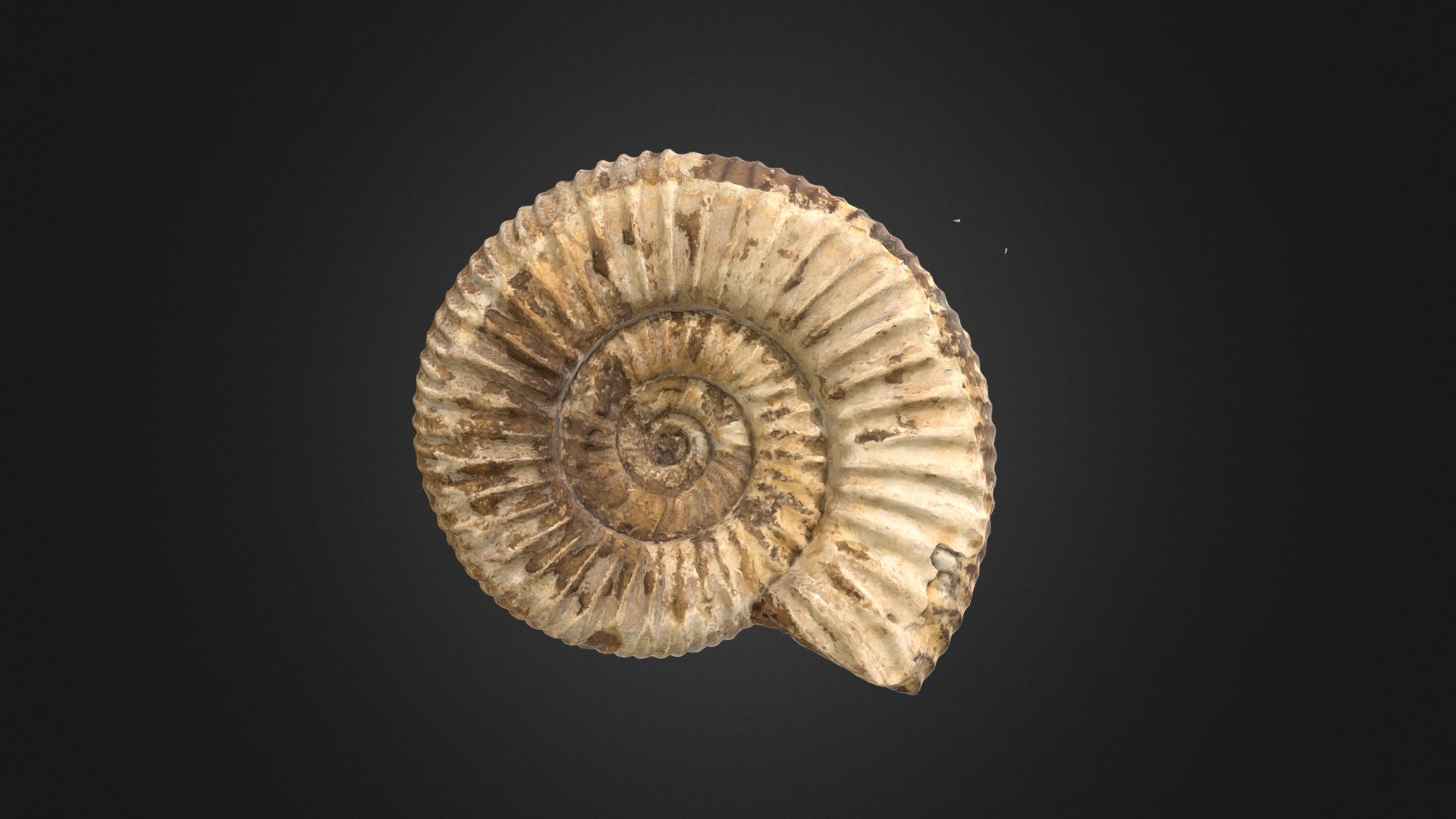 Ammonite (RealityScan Desktop) - Download Free 3D model by Hailey ...