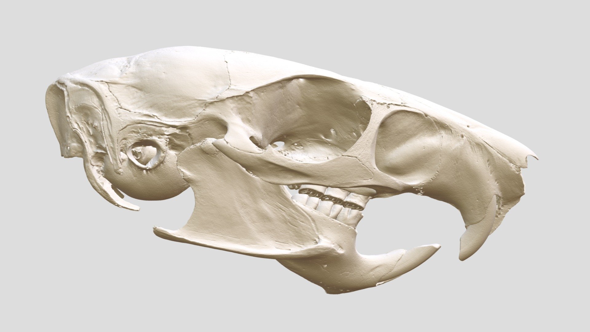 Proechimys simonsi (MSB:Mamm:99059) - 3D model by Biodiversity [5a0688b ...