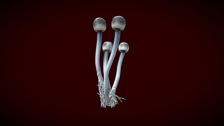 Fungi 3D models - Sketchfab