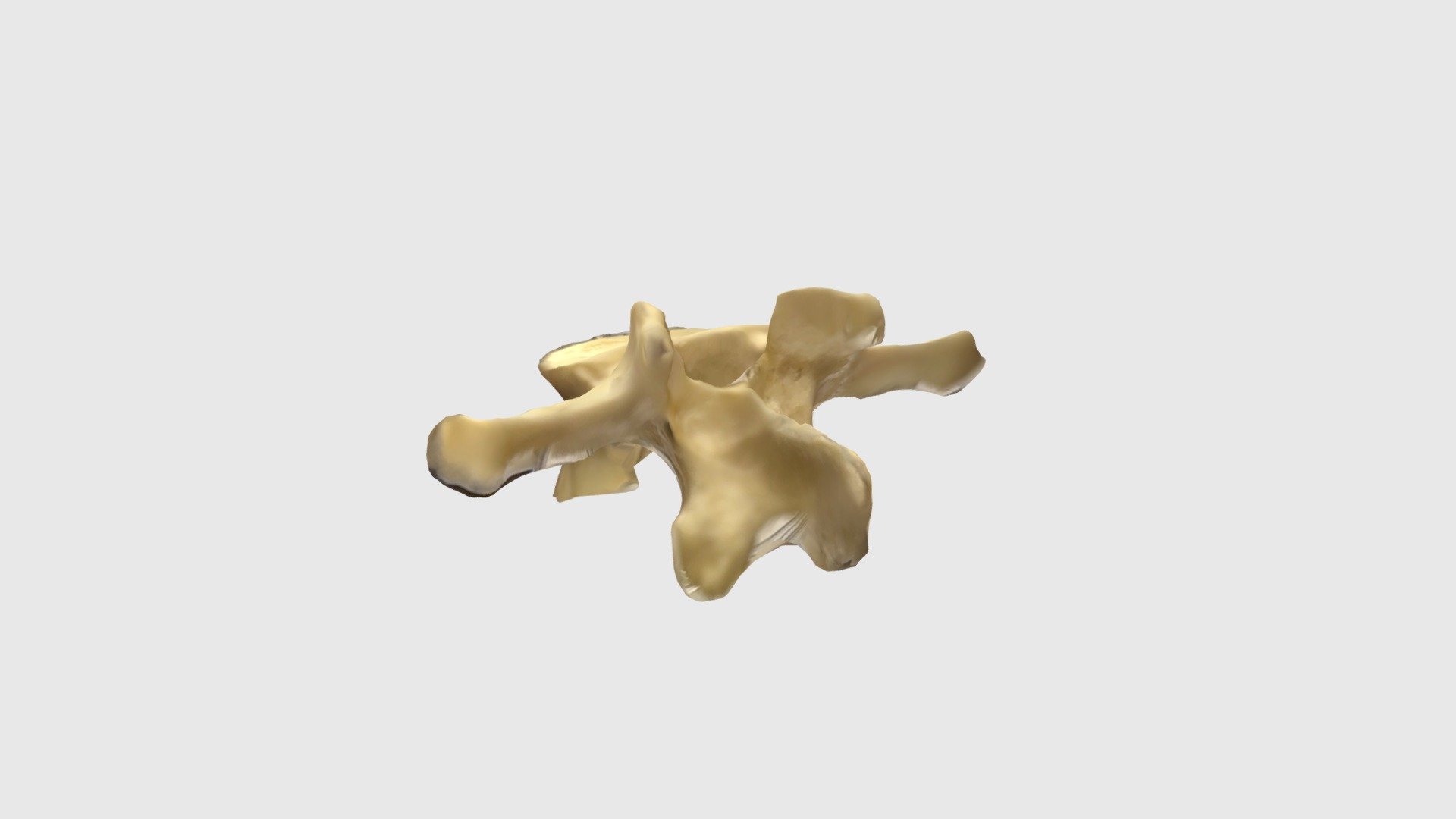 Lumbar 1 - Download Free 3D model by DrWild [5a17844] - Sketchfab