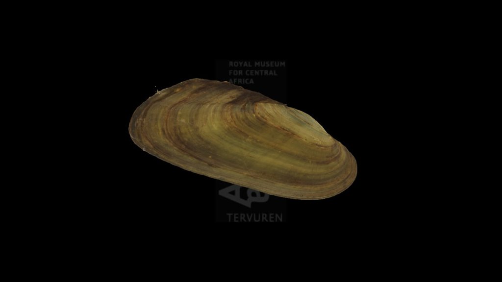 Iridina nilotica b - 3D model by Royal Museum for Central Africa ...