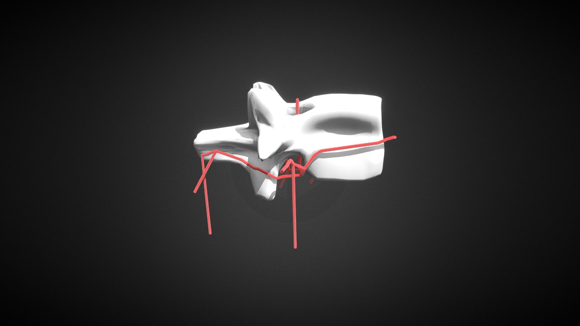 Spinal arterial anatomy - 3D model by Dr SAI PRASHANTH (@prsp11 ...
