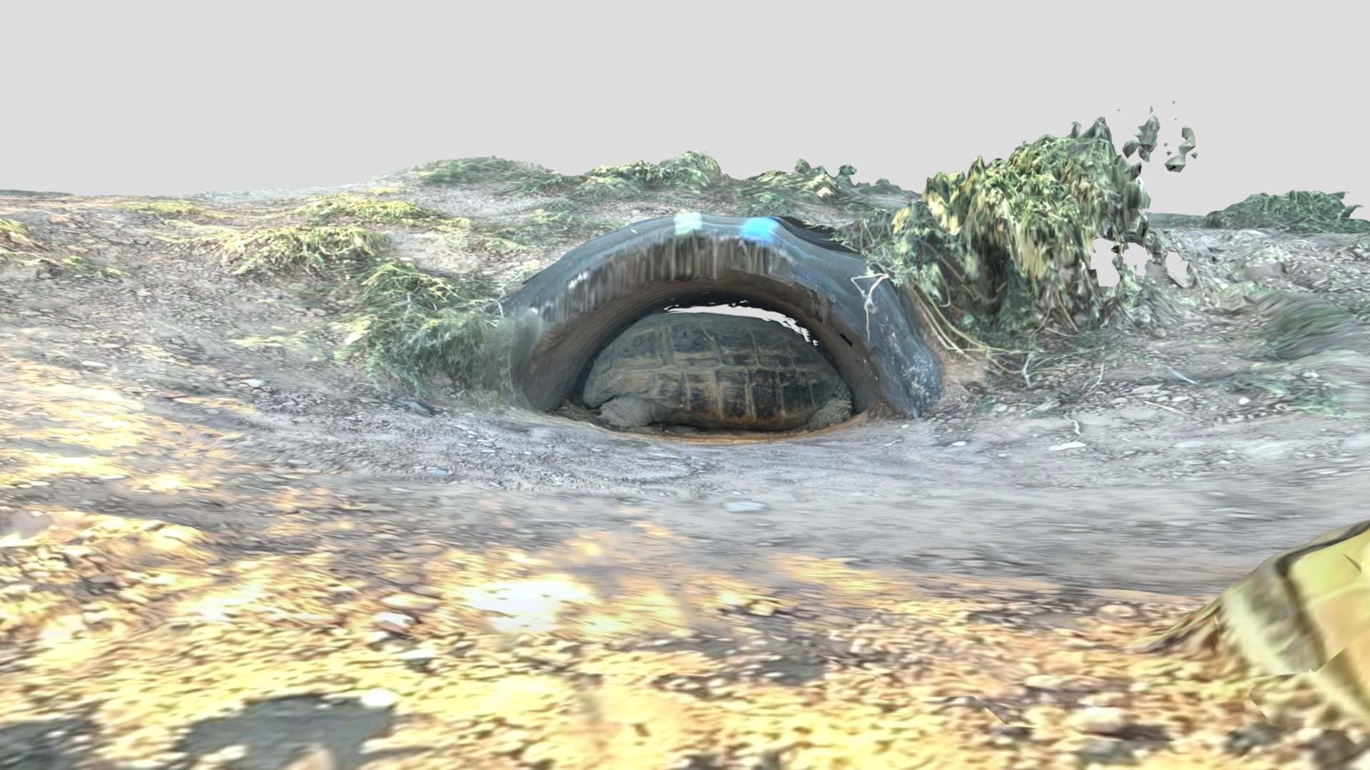 Tortoise burrow - occupied - 3D model by resi-solutions [5a2015f ...