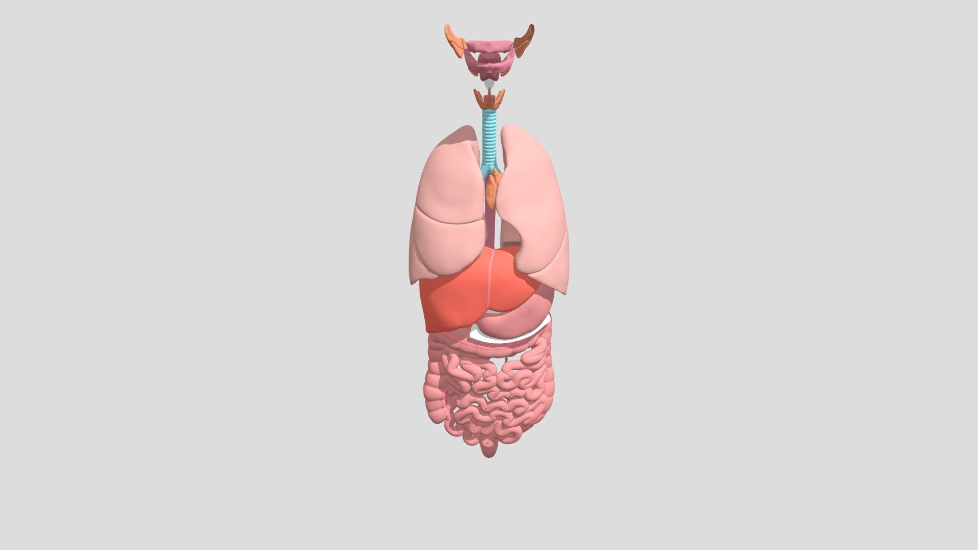 Pencernaan Paru - 3D model by Exuvia [5a20d47] - Sketchfab