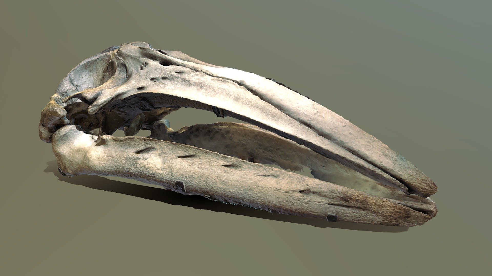 Gray Whale Skull - Download Free 3D model by Vic DeLeon (@h3dude ...