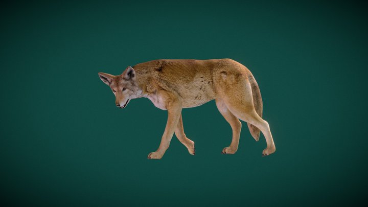 Red-wolf 3D models - Sketchfab