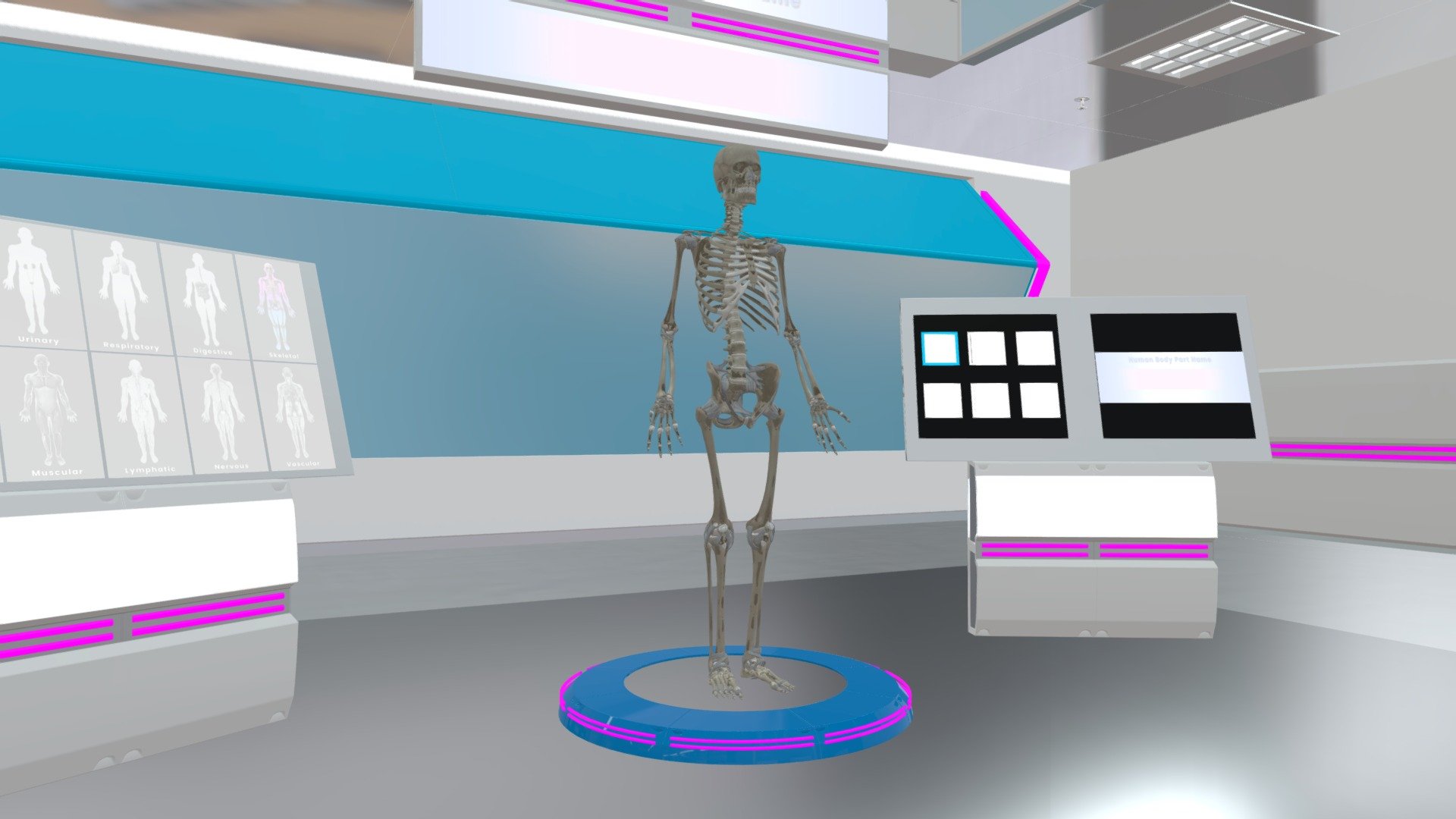 Human Anatomy - Download Free 3D model by Hans (@kohler.hans.2023 ...