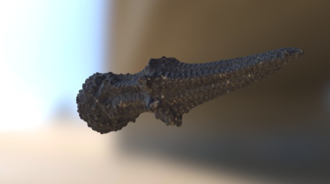 Crinoid - 3D model by staceydunn (@shelmfry) [5a30479] - Sketchfab