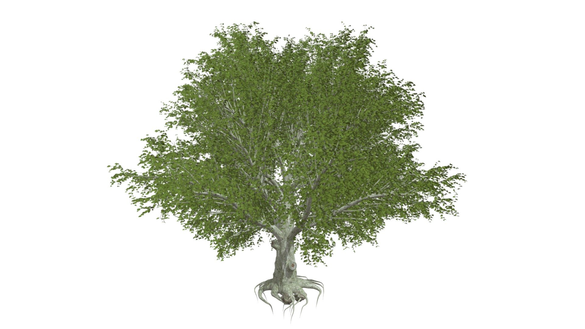 American Beech Tree #02 - Buy Royalty Free 3D model by meshshape [5a31b15] - Sketchfab Store