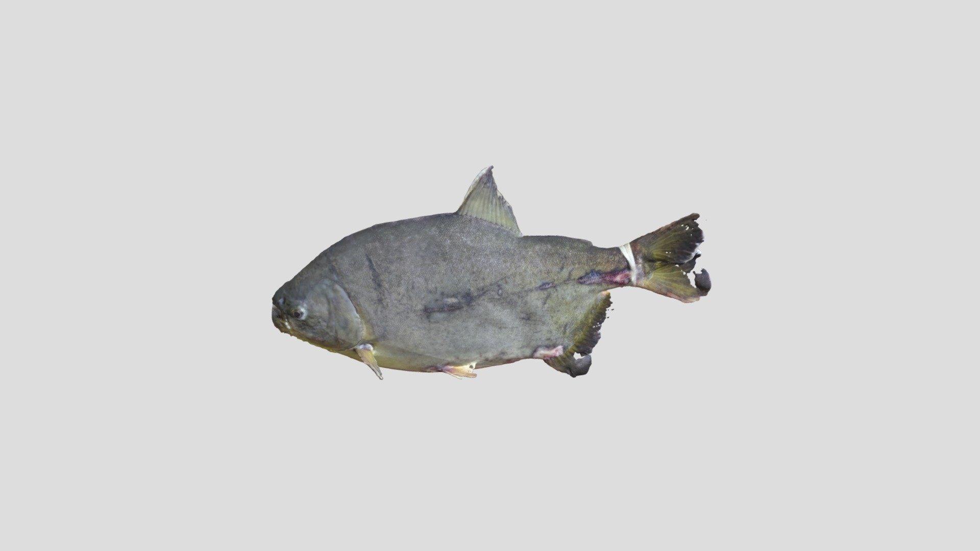 Model 4 - Piaractus mesopotamicus (Pacu) - 3D model by Jorge Pereira ...
