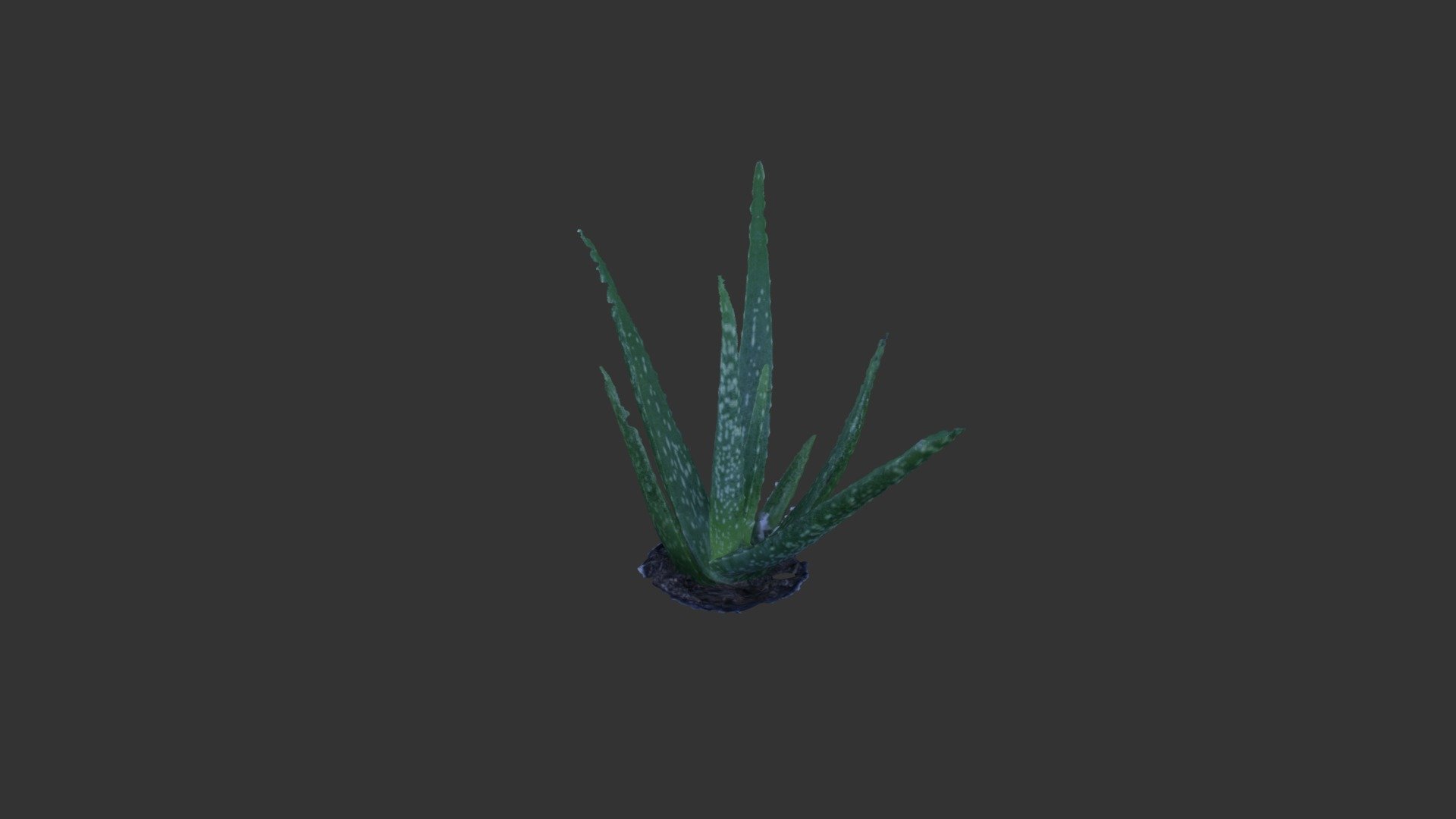 Aloe Plant - 3D model by acouto2 [5a3a793] - Sketchfab
