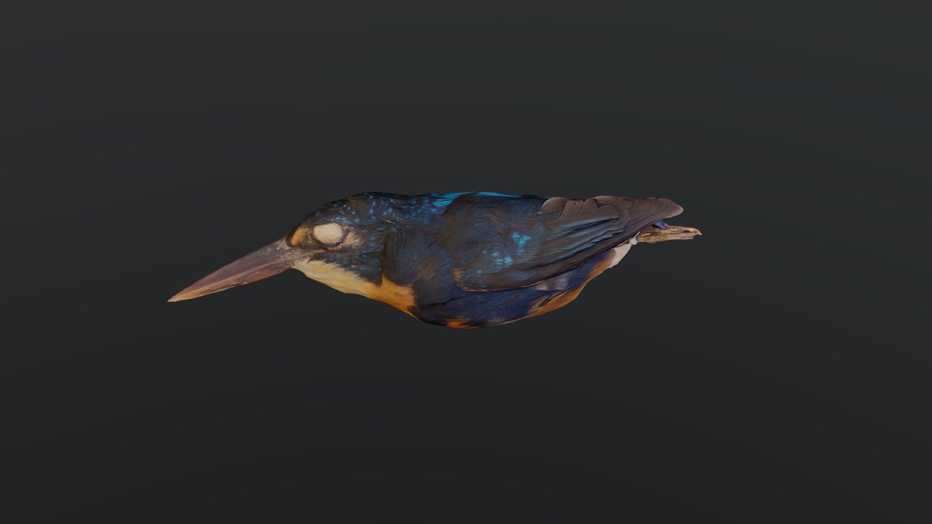 Indigo-banded Kingfisher - Ceyx cyanopectus - Download Free 3D model by ...
