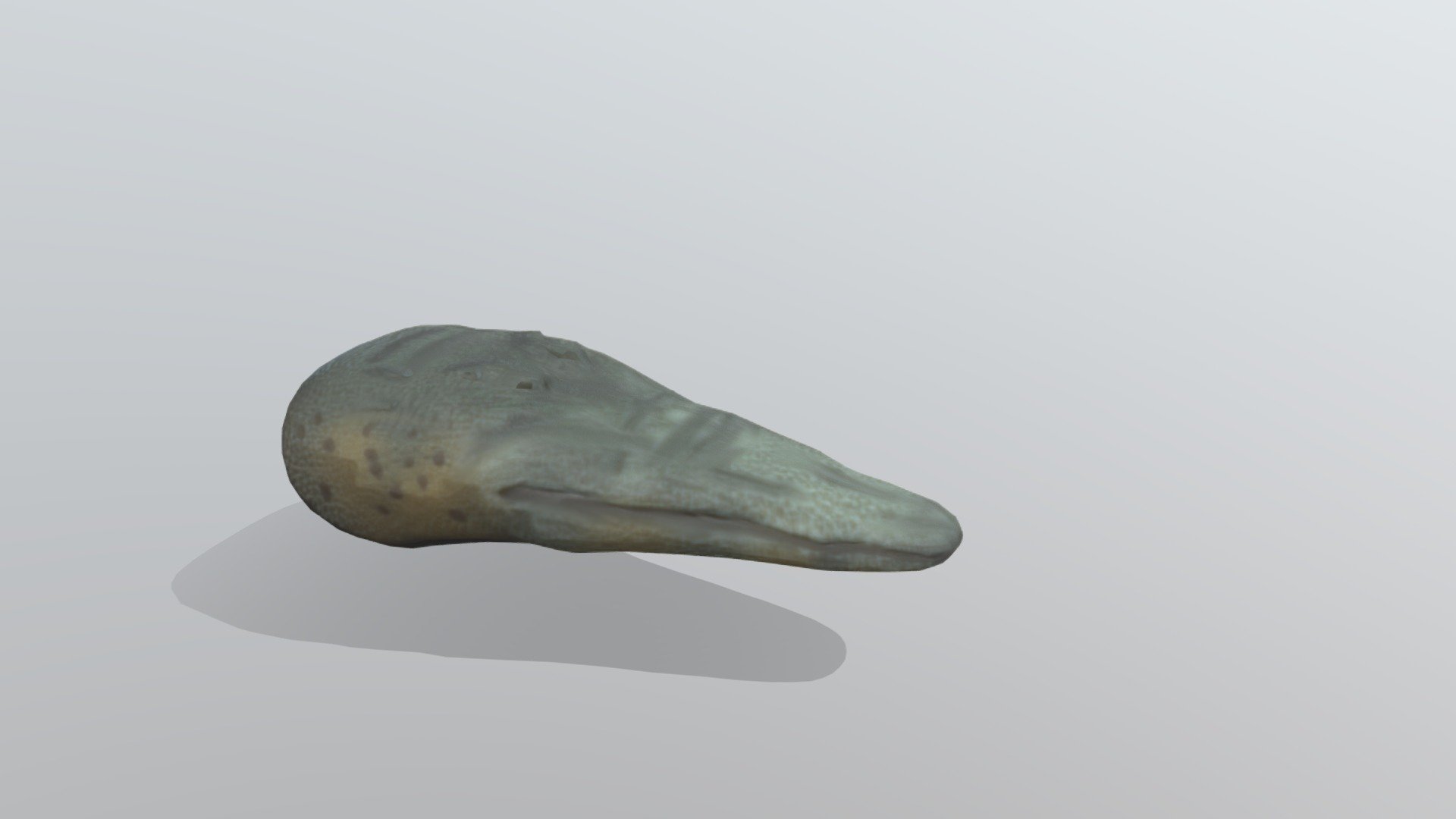 Crocodile Head - 3D model by JordanJenkins [5a3d076] - Sketchfab