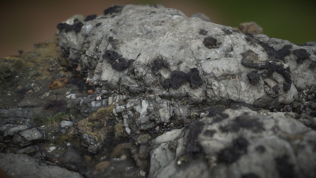 Tidepool Rock - 3D model by Pete Hanshaw (@phanshaw) [5a4b1d0] - Sketchfab