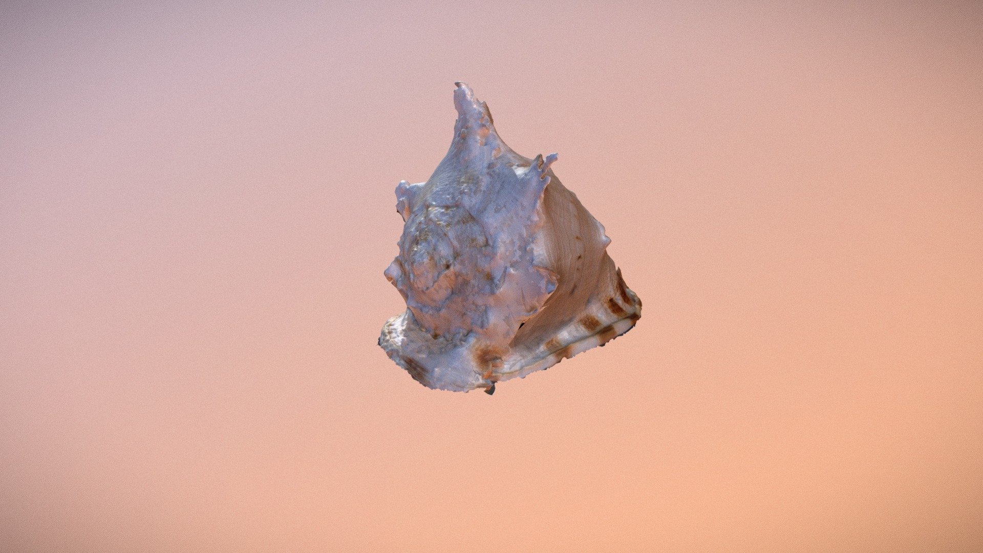 Seashell - 3D model by colorphile [5a50e7c] - Sketchfab