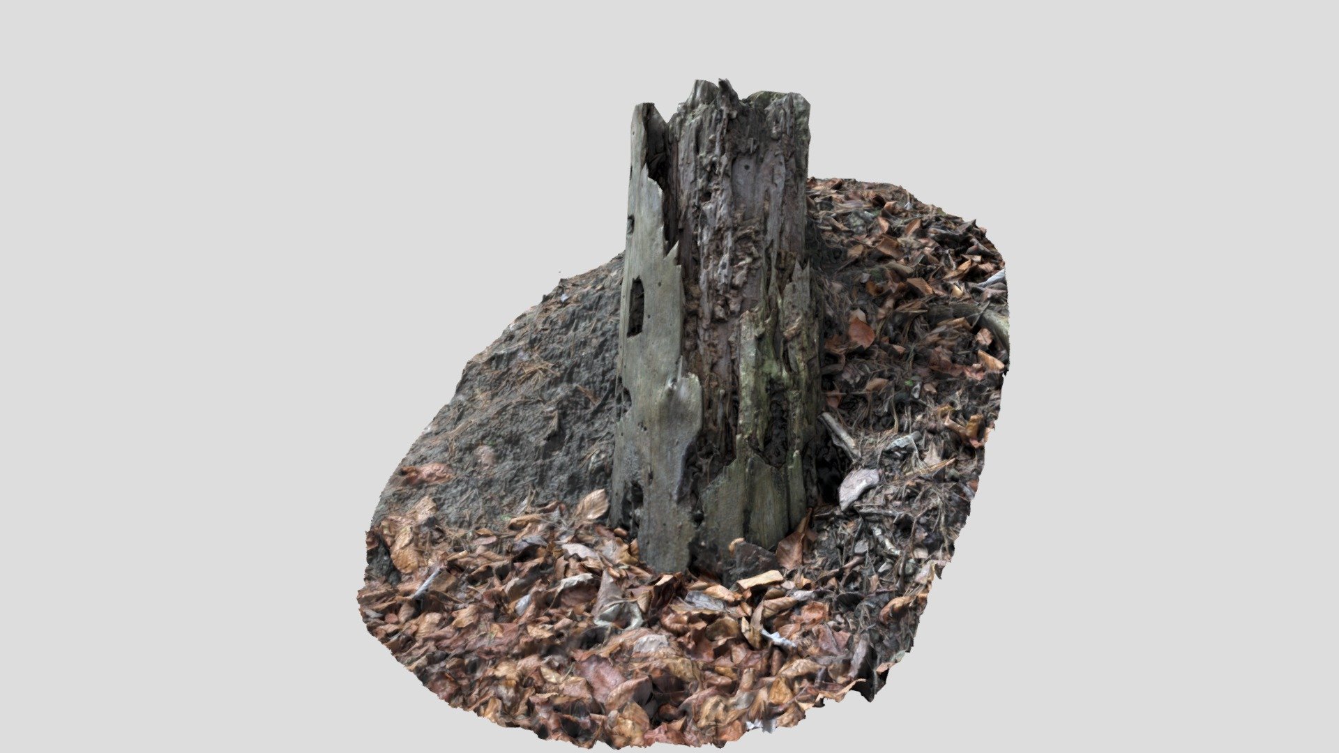 Dead Tree Stump Scan - Download Free 3D model by TetraCG [5a540cc ...