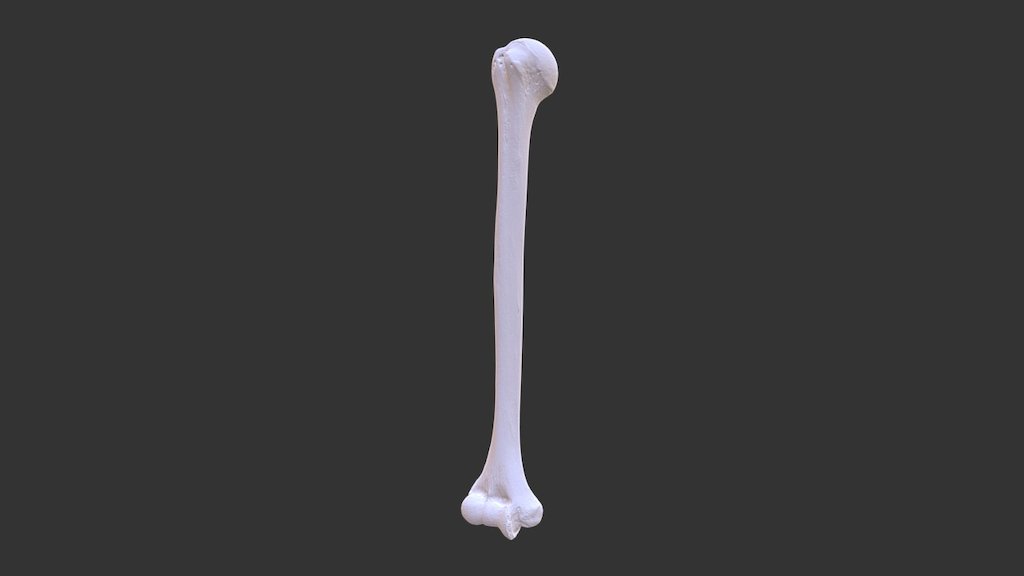 Humerus - 3D model by Wellesley College (@WellesleyCollege) [5a5524a ...
