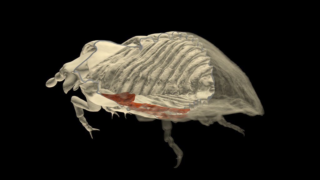 The morphology of the free-living females of Strep - A 3D model ...