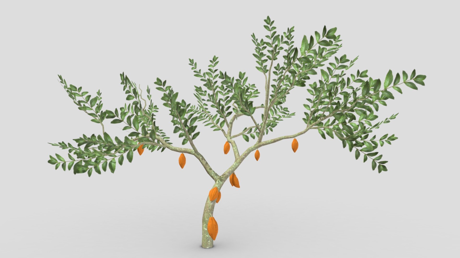 Cacao Tree(Orang Fruit)- 02 - Buy Royalty Free 3D model by ASMA3D ...