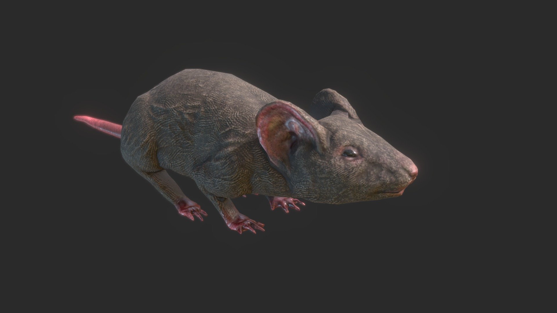 Rat - Buy Royalty Free 3D model by asfodelo [5a5a654] - Sketchfab Store