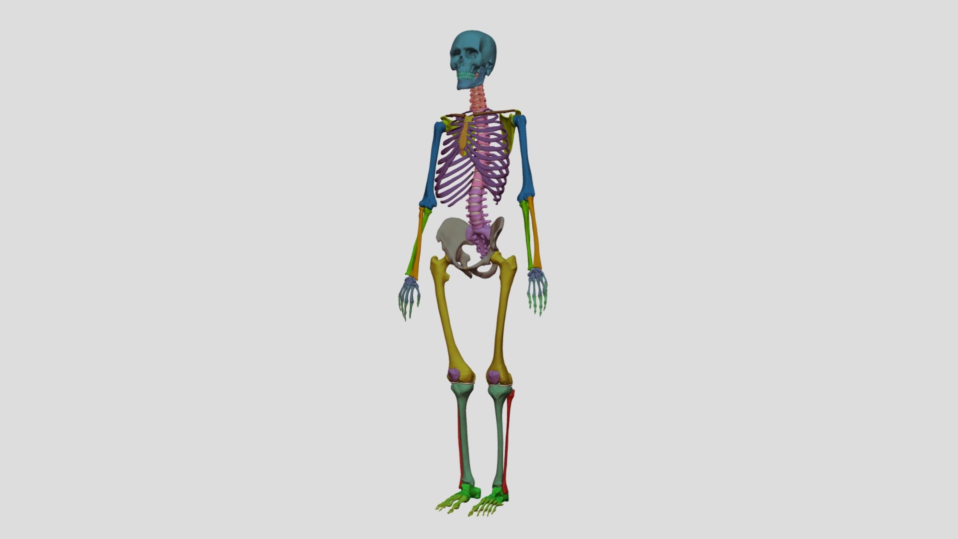 Male Skeleton With Color Distinctions - 3D model by Ringling Figure ...
