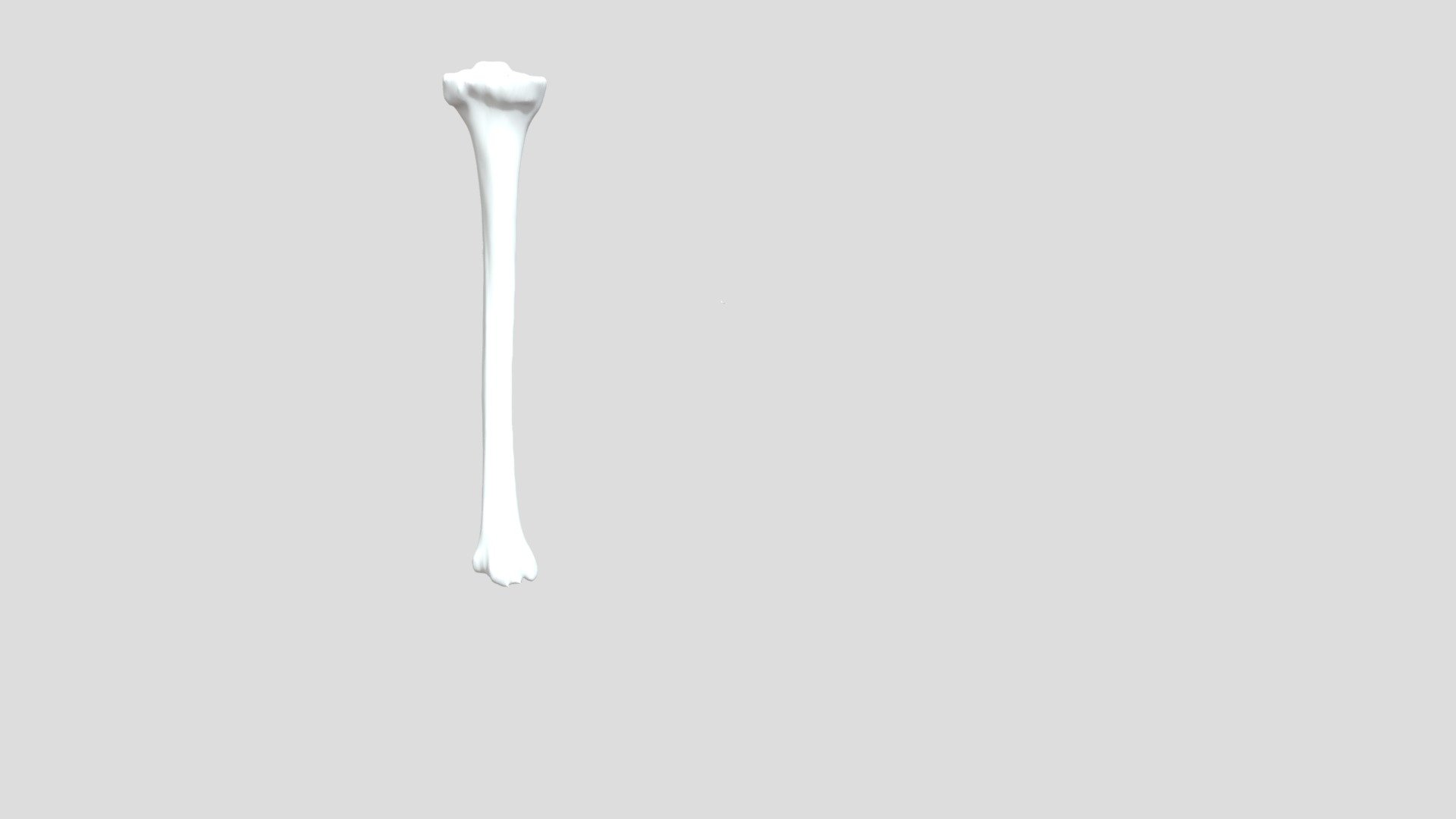 Tibia Hueso - 3D model by MelaniePoloGomez [5a68317] - Sketchfab